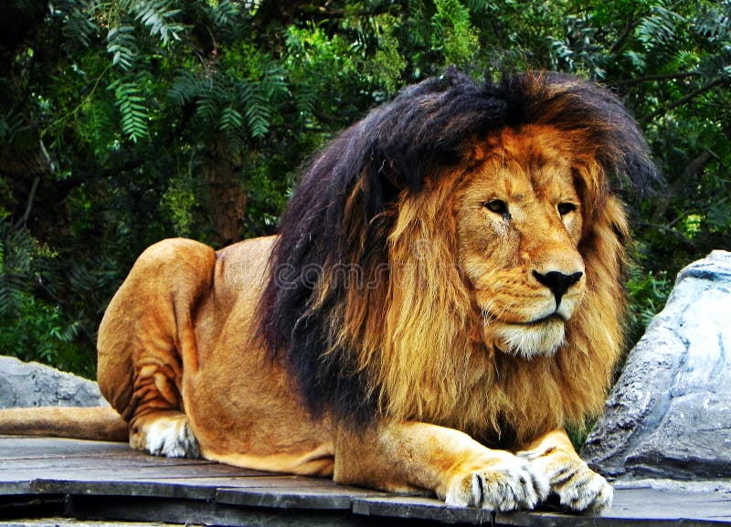A Male Lion Staring Forward Stock Image - Image of forward, wildlife ...