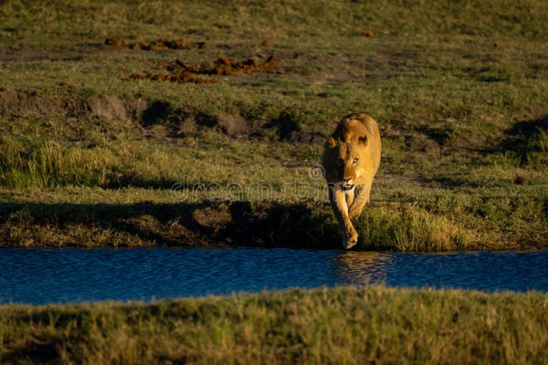 Male Lion Steps into Stream Watching Camera Stock Photo - Image of ...