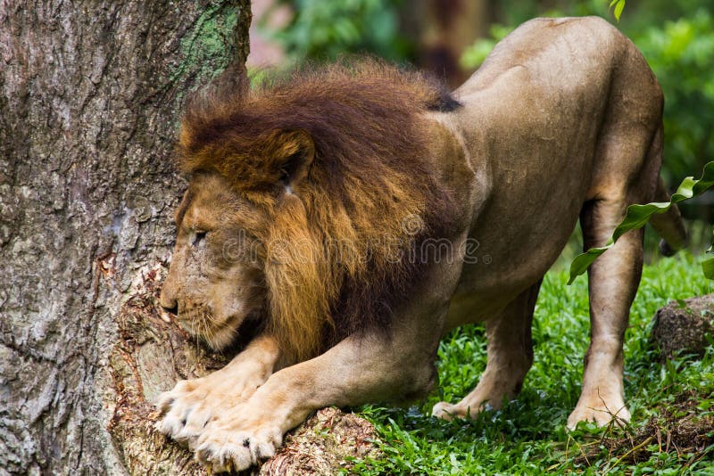 Male lion stretching stock image. Image of wild, africa - 36237661