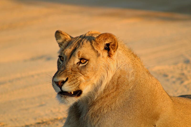 Sinli Stock Photos - Free & Royalty-Free Stock Photos from Dreamstime