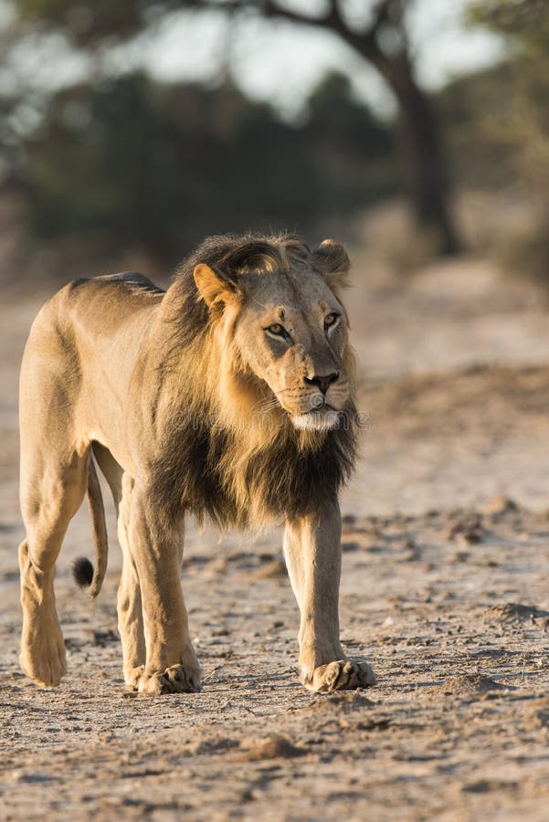 Male Lion with Springbok Carcass Stock Photo - Image of mammals ...