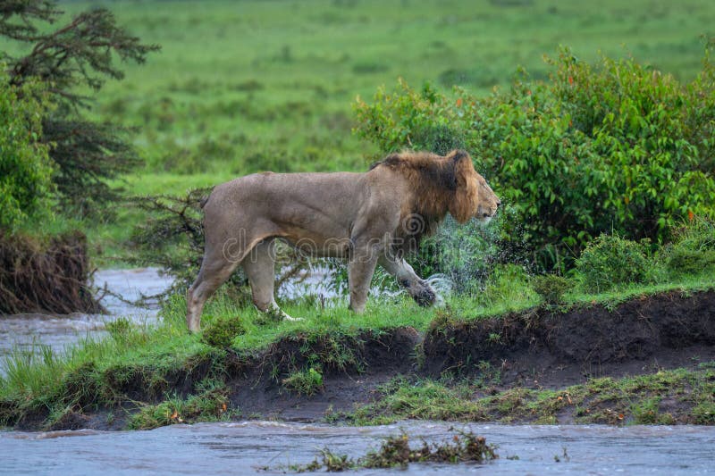 Male Lion Walks Down Riverbank Shaking Head Stock Photo - Image of ...