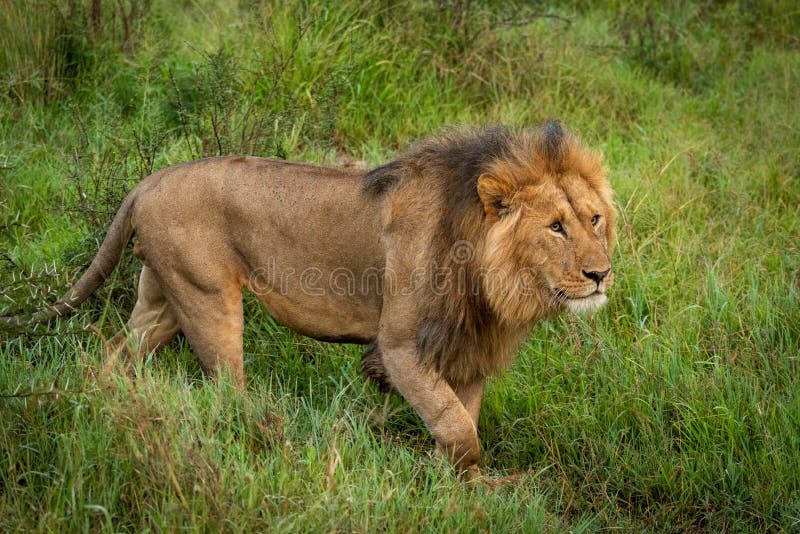 Male Lion Walks in Grass Lifting Paw Stock Photo - Image of male ...