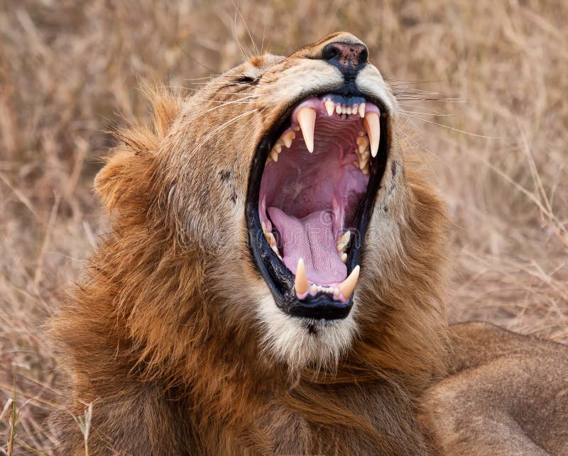 Male Lion Attack Huge Buffalo Bull Stock Photo - Image of catch ...