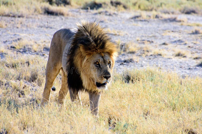 Male lions approaching stock image. Image of namibia - 84818247