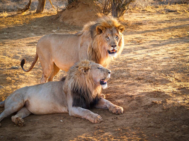 Two Male Lions With Big Manes Greetings Each Other In Masai Mara Kenya ...