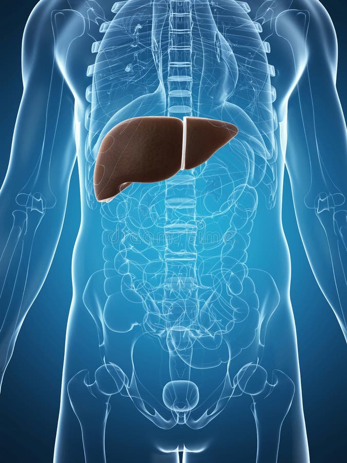 Male liver stock illustration. Illustration of healthy - 28962292