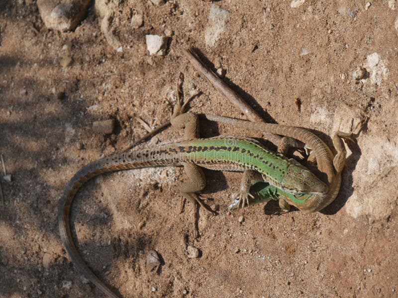 Lizard Copulation during Mating Stock Image - Image of muralis, nature ...