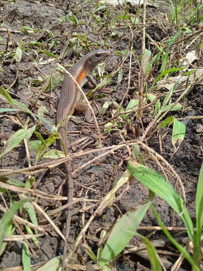 A Male Lizard Looking for a Female Lizard Stock Image - Image of ...