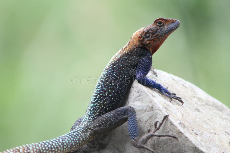 Male lizard pose stock photo. Image of lizard, forest - 176175412