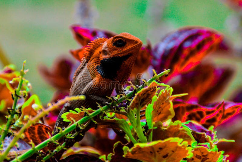 Male lizard stock photo. Image of male, reptile, garden - 96594726