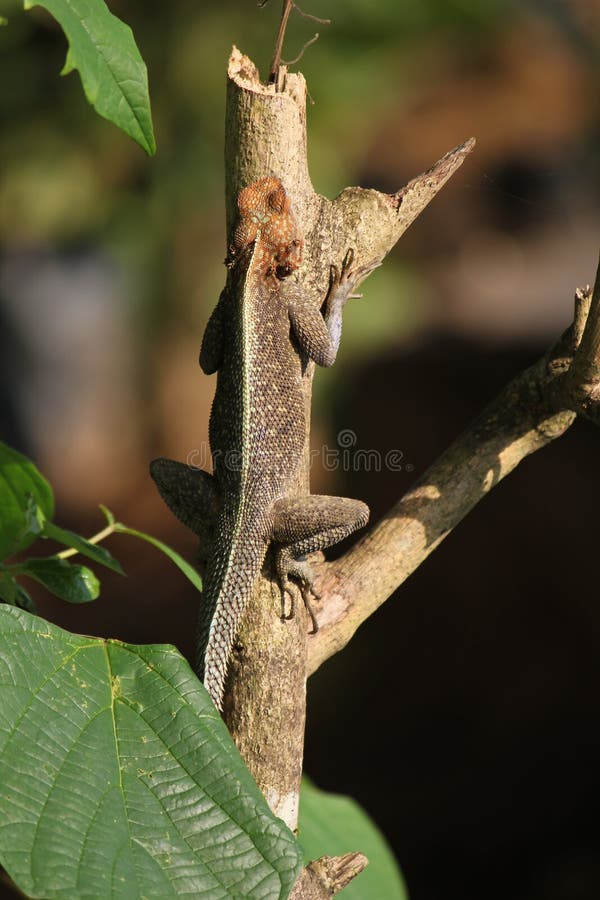 Male lizard of west Africa stock image. Image of male - 176402157
