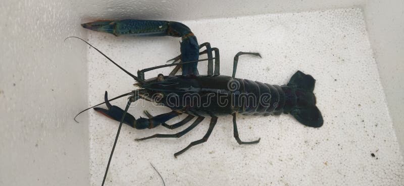 Male Lobster Crayfish 5 Inch Up Size Stock Image - Image of male, size ...