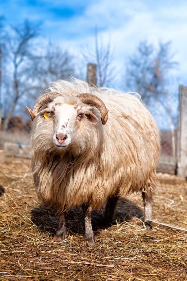 Male Long Tailed Sheep Separated from Herd Stock Photo - Image of horn ...