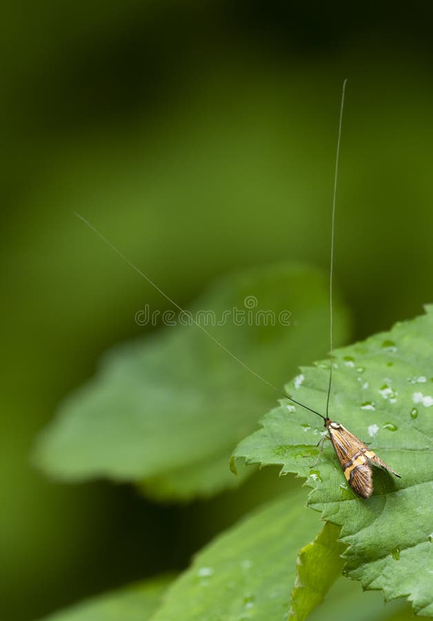 Male of the longhorn moth stock photo. Image of male - 14558388