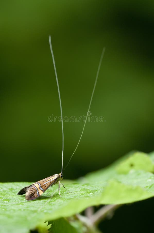 Male of the longhorn moth stock photo. Image of antennae - 14558474