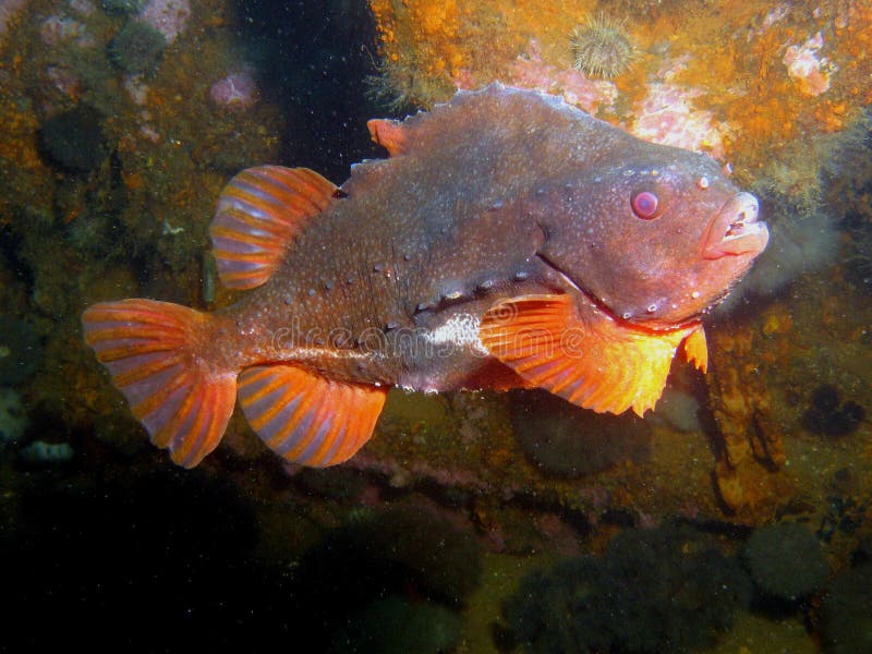 Male lumpfish stock image. Image of ship, wreck, island - 193013