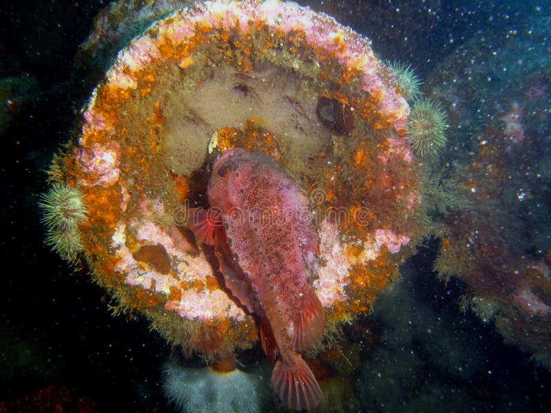 Male Lumpfish With Eggs Picture. Image: 193012