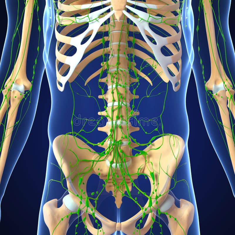 Male Back View Lymphatic System with Skeleton Stock Illustration ...