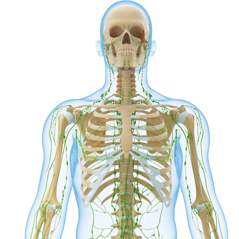 Male Lymphatic System with Skeleton Stock Illustration - Illustration ...