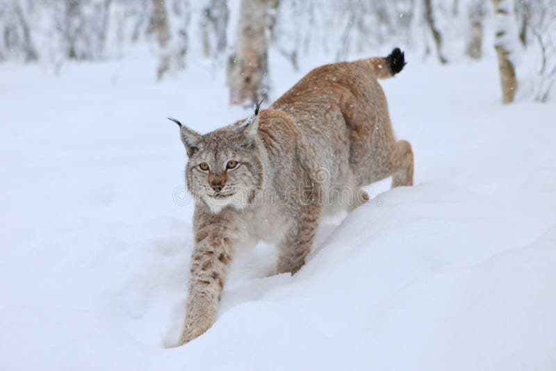 A male Lynx approaching stock image. Image of stroll - 14232493