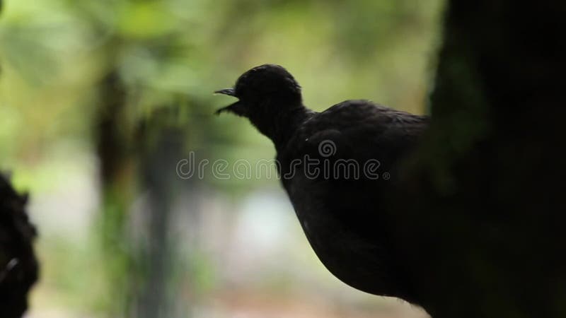 A Male Lyre Bird Calling Out , this is a Small Native Australian Bird ...