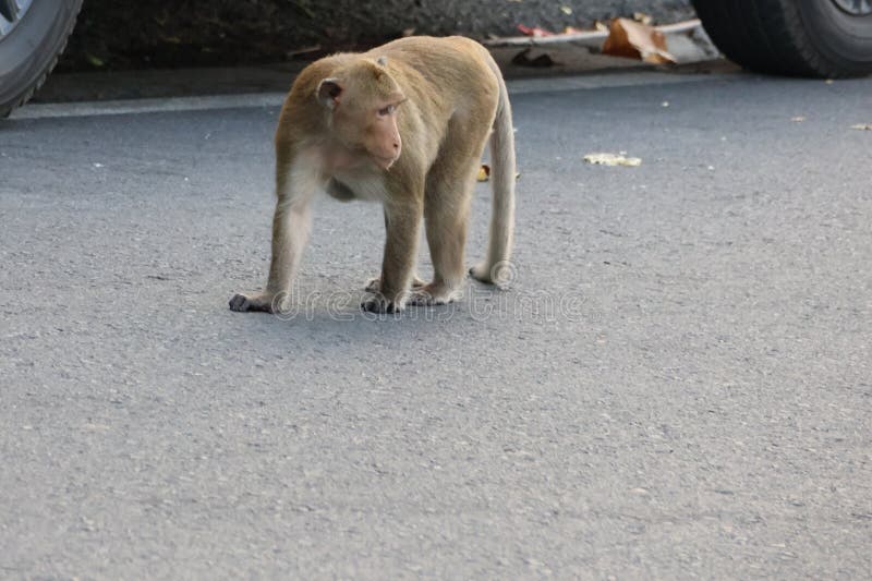 A Male Macaque Walking in the Streets Stock Photo - Image of male ...