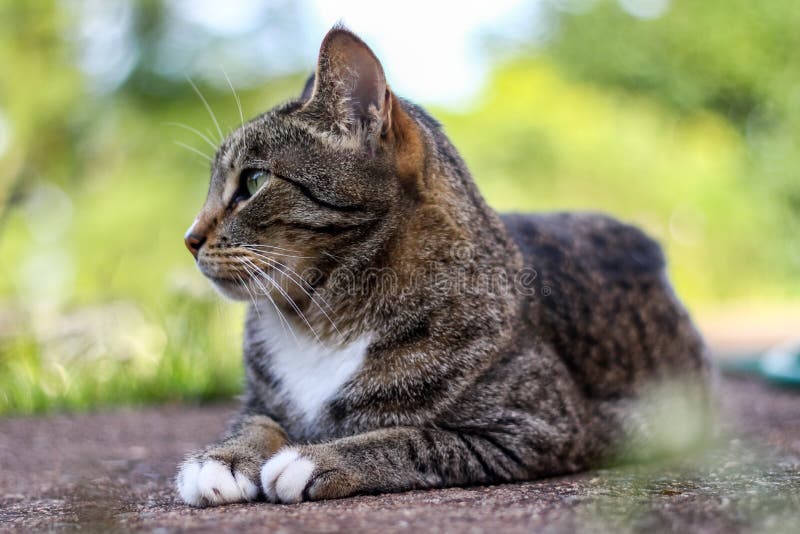 Male Mackerel Tabby Cat Playing Outside Stock Image - Image of adorable ...