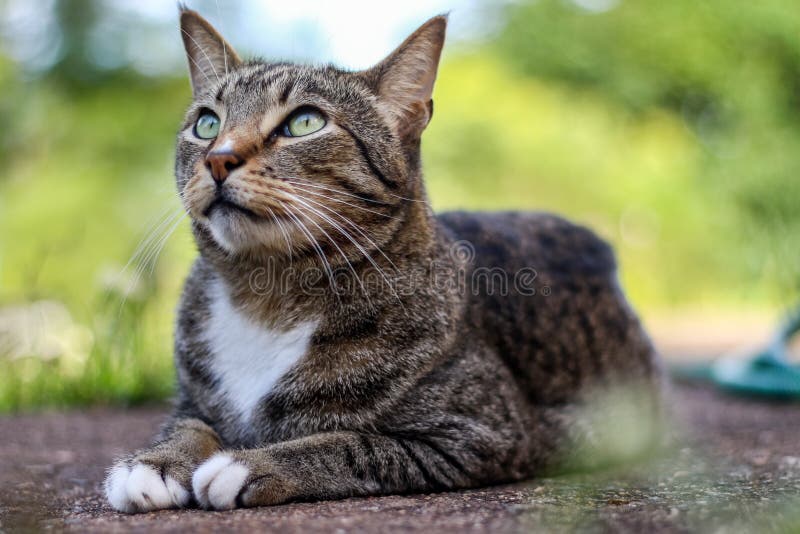 Male Mackerel Tabby Cat Playing Outside Stock Image - Image of close ...