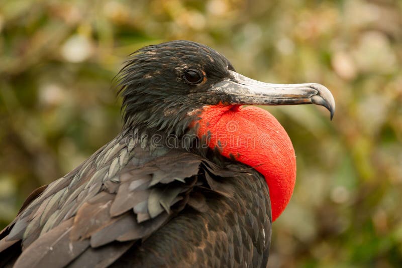 Male Magnificent Frigatebird Stock Image - Image of pouch, seabird ...