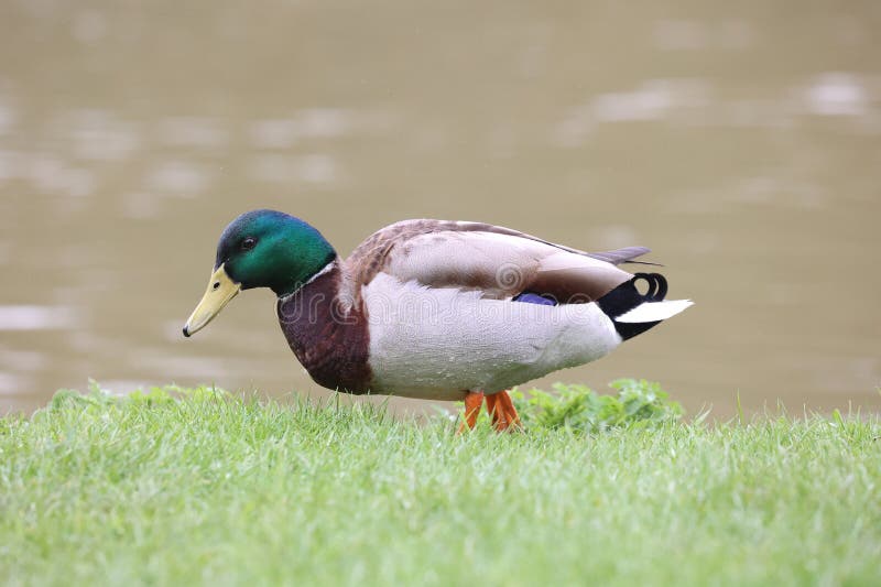 Male malard duck stock photo. Image of malard, bird - 276731126