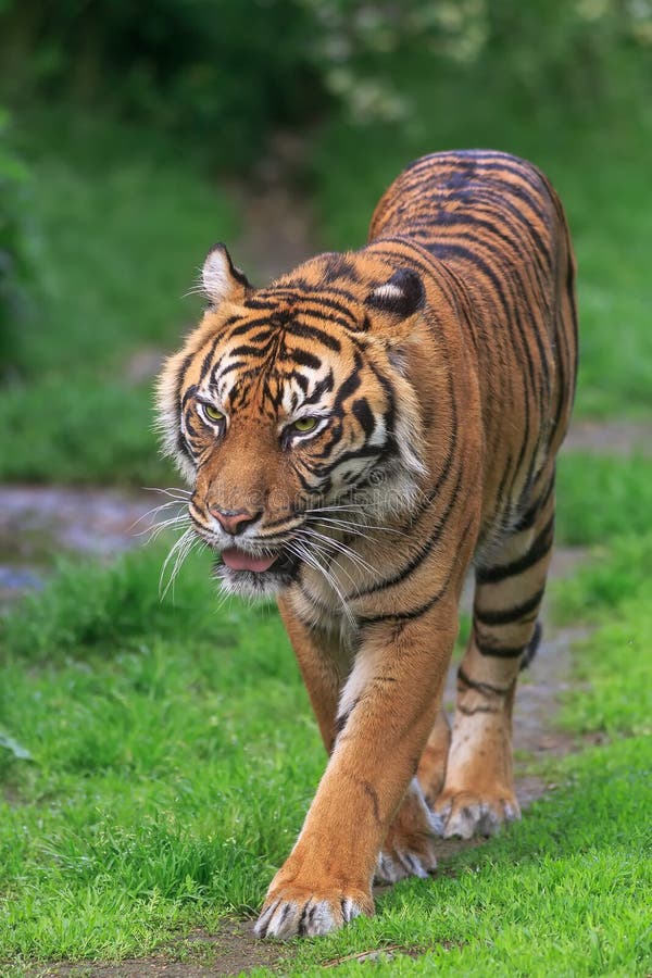 Male Malayan Tiger Panthera Tigris Jacksoni Stock Photo - Image of ...