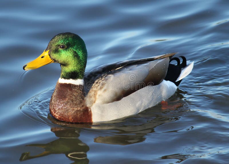 Male Mallard Duck Anas Platyrhynchos Stock Photo - Image of green ...