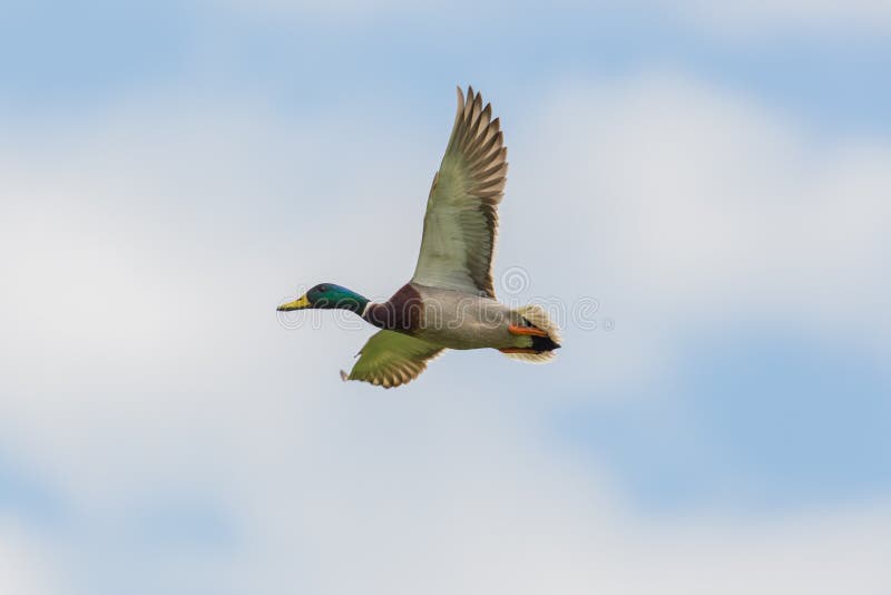 4,462 Mallard Male Duck Flight Stock Photos - Free & Royalty-Free Stock ...