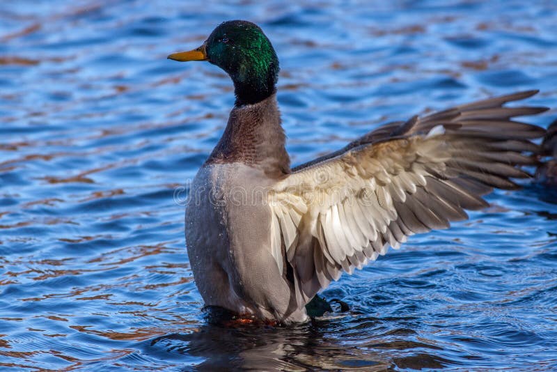 Male Mallard Duck on Blue Reflective Water Stock Image - Image of ...