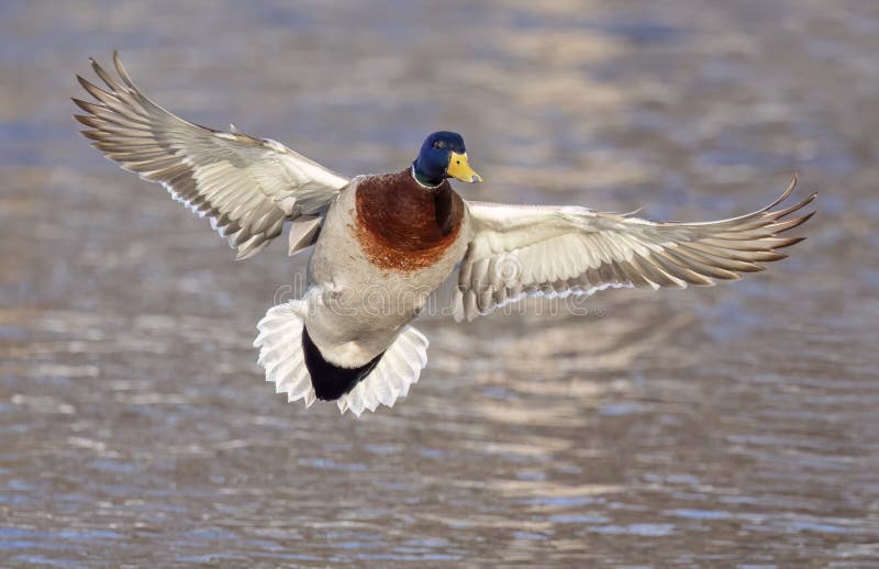 Male Mallard Duck Drake in Flight Over the Ottawa River in Canada Stock ...