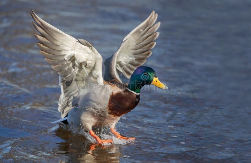 A Male Mallard Duck Drake Landing on the River in Canada Stock Photo ...