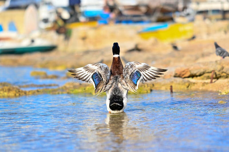 Male Mallard Duck Flapping Its Wings Above the Water S Surface Stock ...