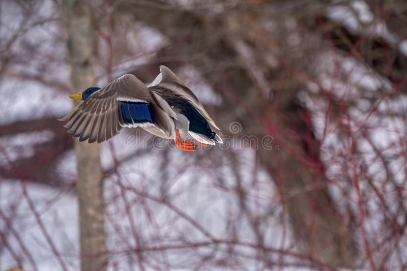 Male Mallard Duck in Flight Stock Photo - Image of wildlife, water ...