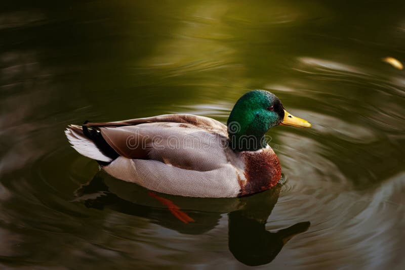Male Mallard Duck Floating Gracefully on Rippling Water Stock Photo ...