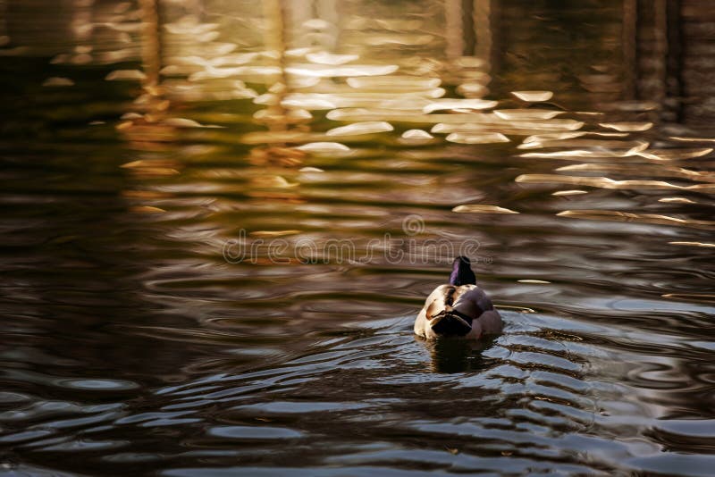 Male Mallard Duck Floating Gracefully on Rippling Water Stock Image ...