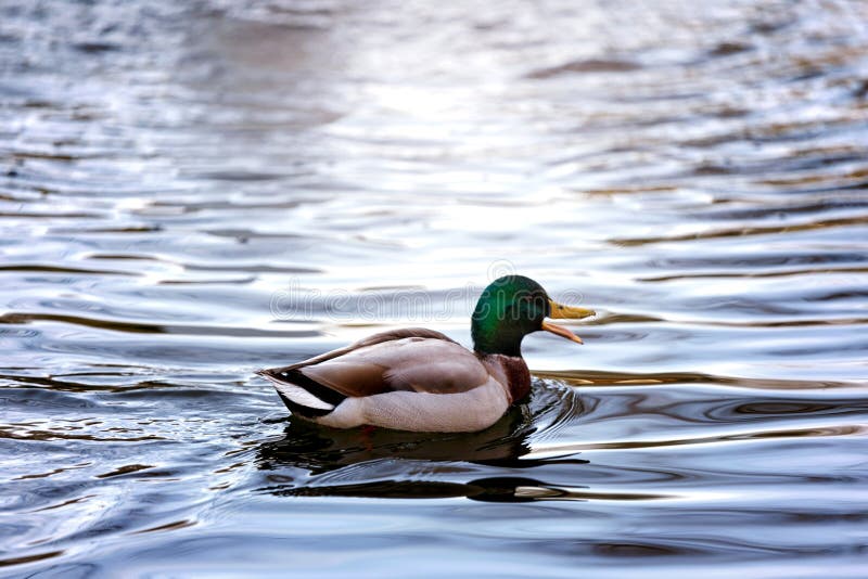 Male Mallard Duck Floating Gracefully on Rippling Water Stock Image ...
