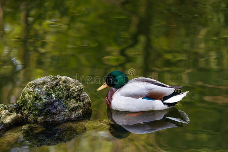 Male Mallard Duck Floating Gracefully on Rippling Water Stock Photo ...