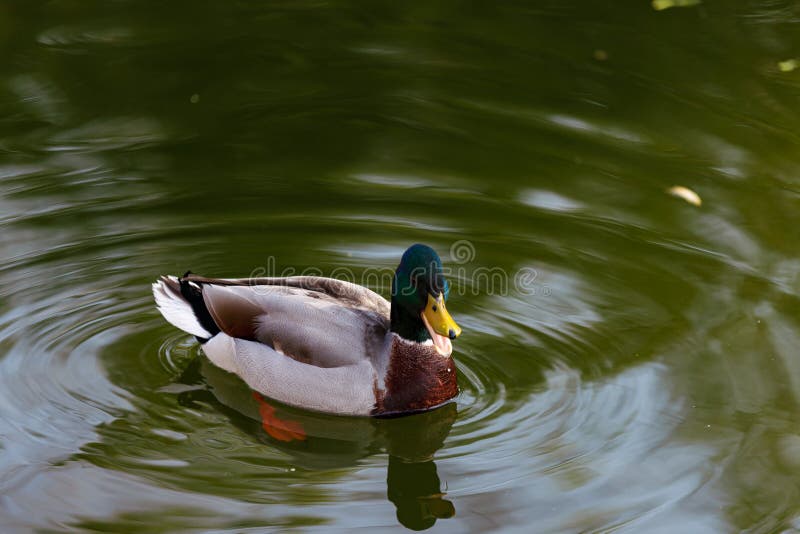 Male Mallard Duck Floating Gracefully on Rippling Water Stock Photo ...