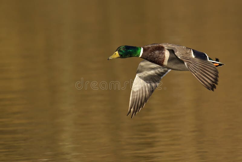 Male Mallard Duck Flying Above Water Stock Image - Image of aquatic ...