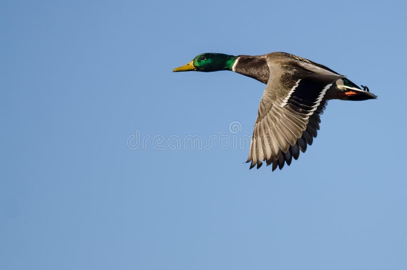 Male Mallard Duck Flying in a Blue Sky Stock Photo - Image of soaring ...