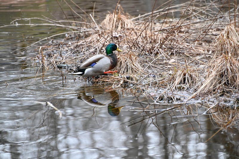 Male Mallard. Male Duck Near the Nest Stock Photo - Image of water ...