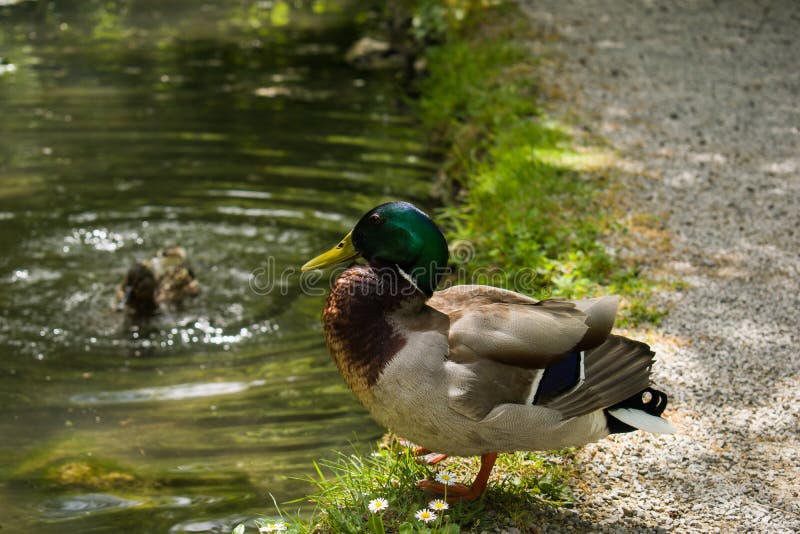 Male Mallard Duck by the Pond in Nature Stock Photo - Image of park ...
