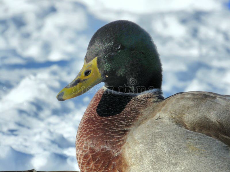 Male Mallard Duck in the Snow & X28;head Shot& X29; Stock Photo - Image ...