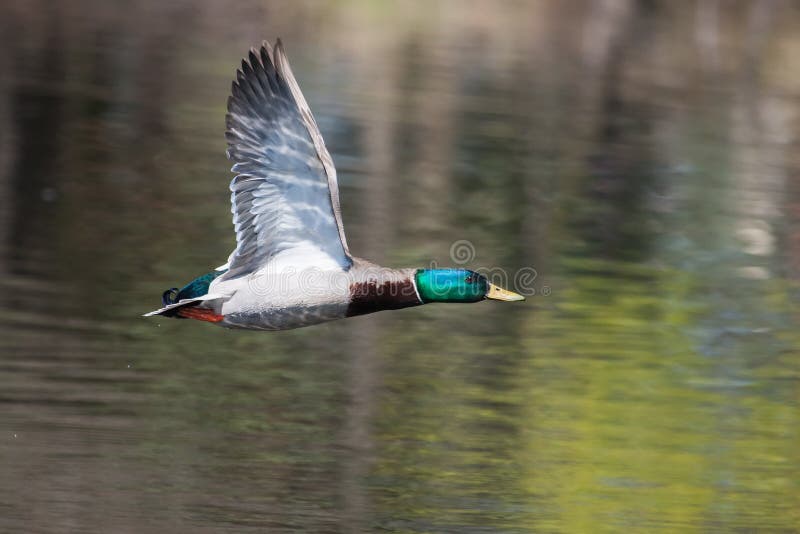 Male Mallard in flight stock image. Image of gliding - 37104331
